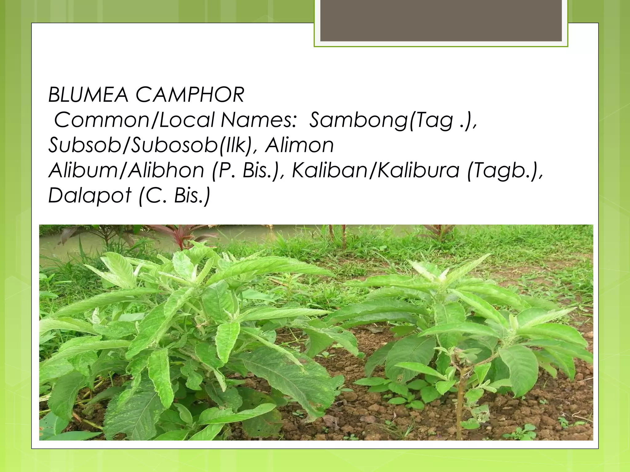 Classification of living things (An Introduction) | PPT