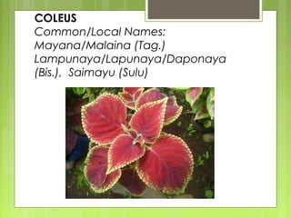 Classification of living things (An Introduction) | PPT