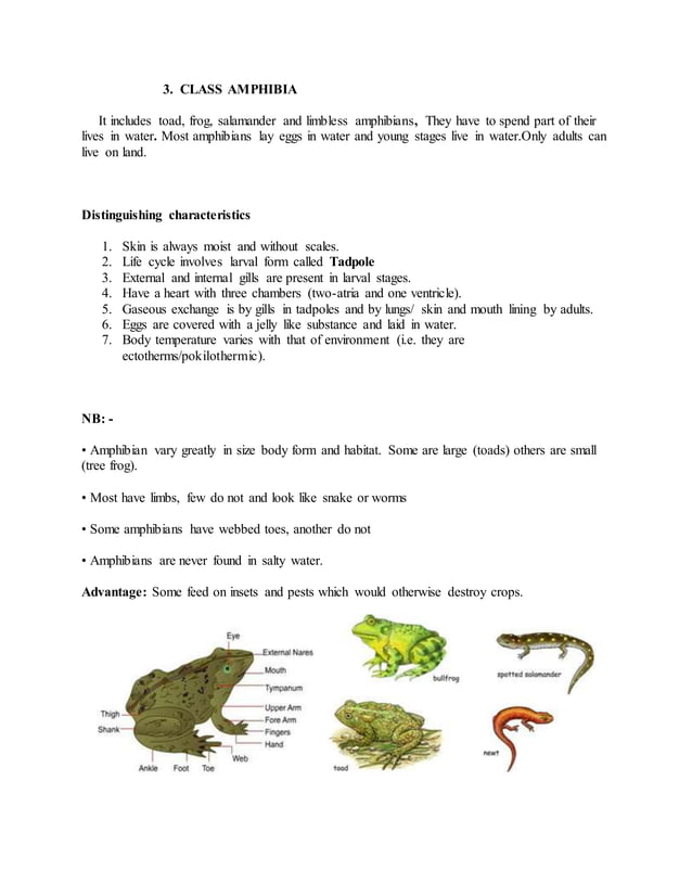 Classification of living things | PDF