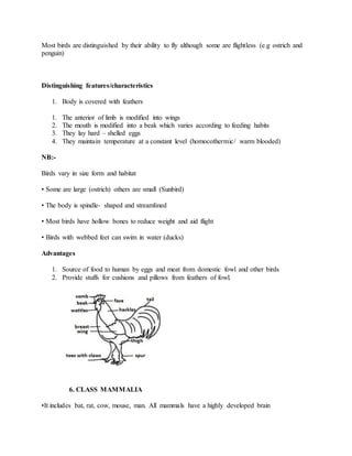 Classification of living things | DOCX