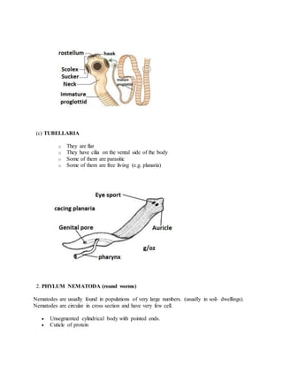 Classification of living things | PDF