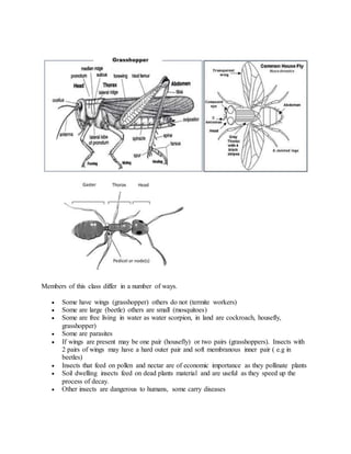 Classification of living things | PDF