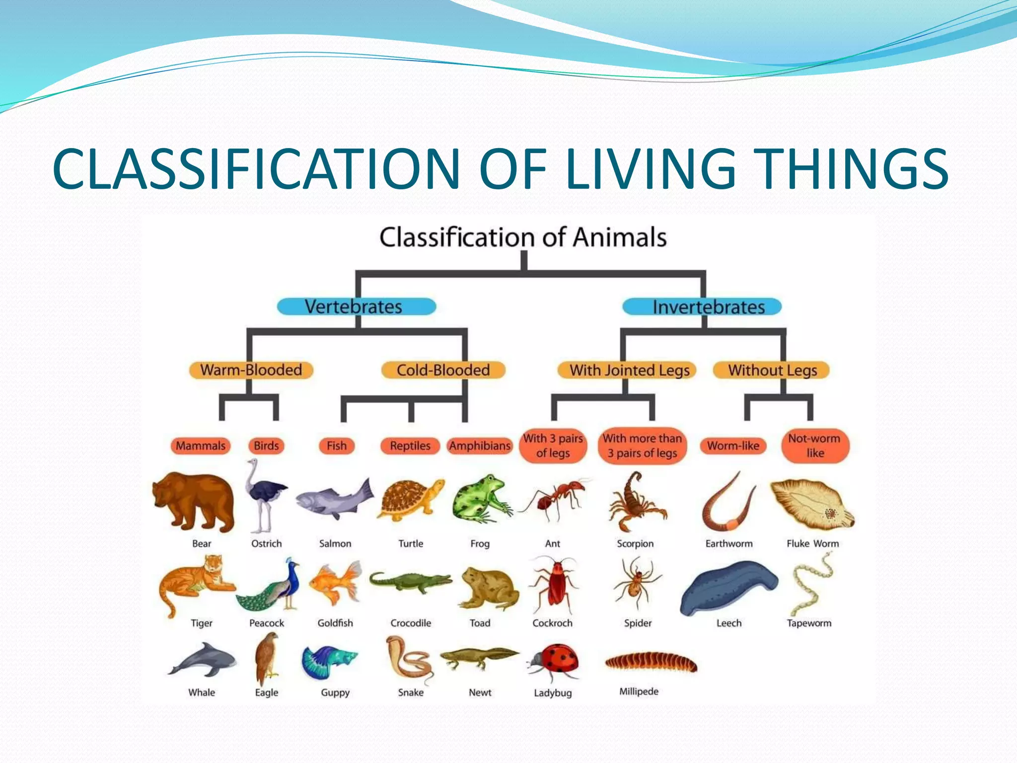 CLASSIFICATION OF LIVING THINGS.pptx