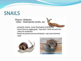 CLASSIFICATION OF LIVING THINGS.pptx