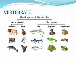 CLASSIFICATION OF LIVING THINGS.pptx