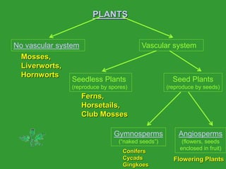 Classification_of_Living_Things.ppt | Gardening | Home & Garden