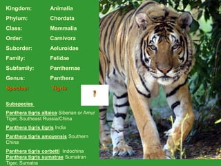 Classification_of_Living_Things.ppt | Gardening | Home & Garden