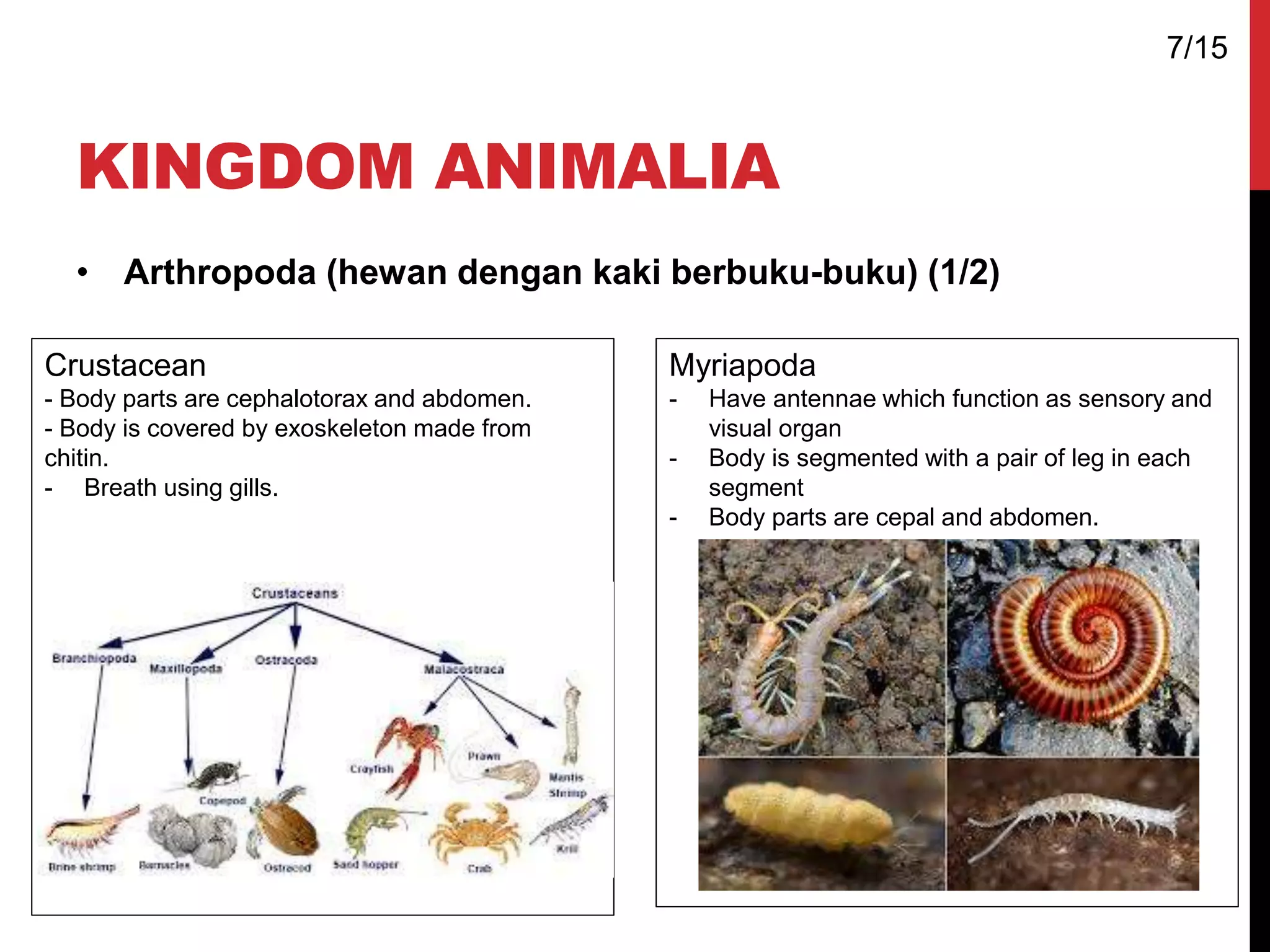 Classification of Living Things.pptx