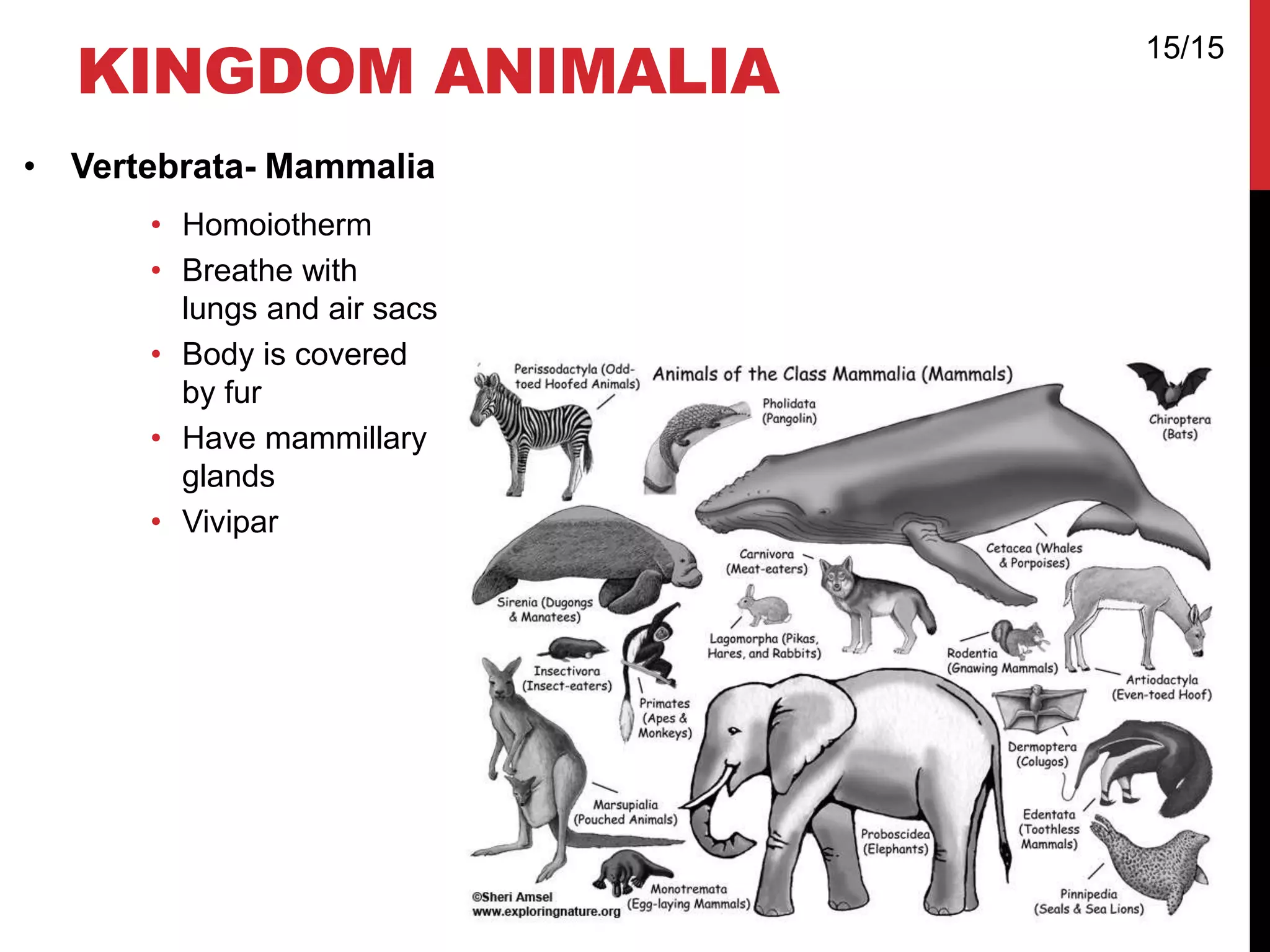 Classification of Living Things.pptx