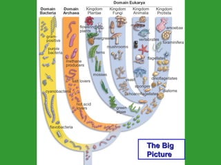 Classification of Living Things: Taxonomy | PPT