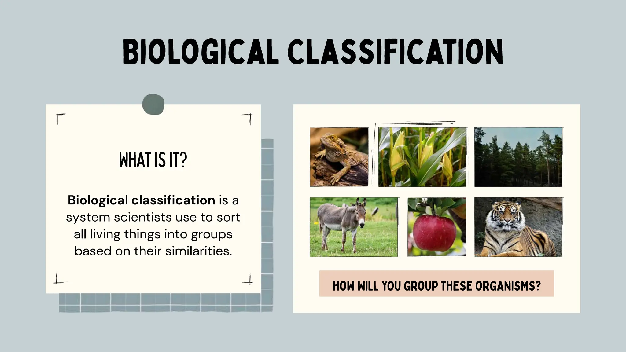Classification of Living Things Education Presentation in Collage Neat ...