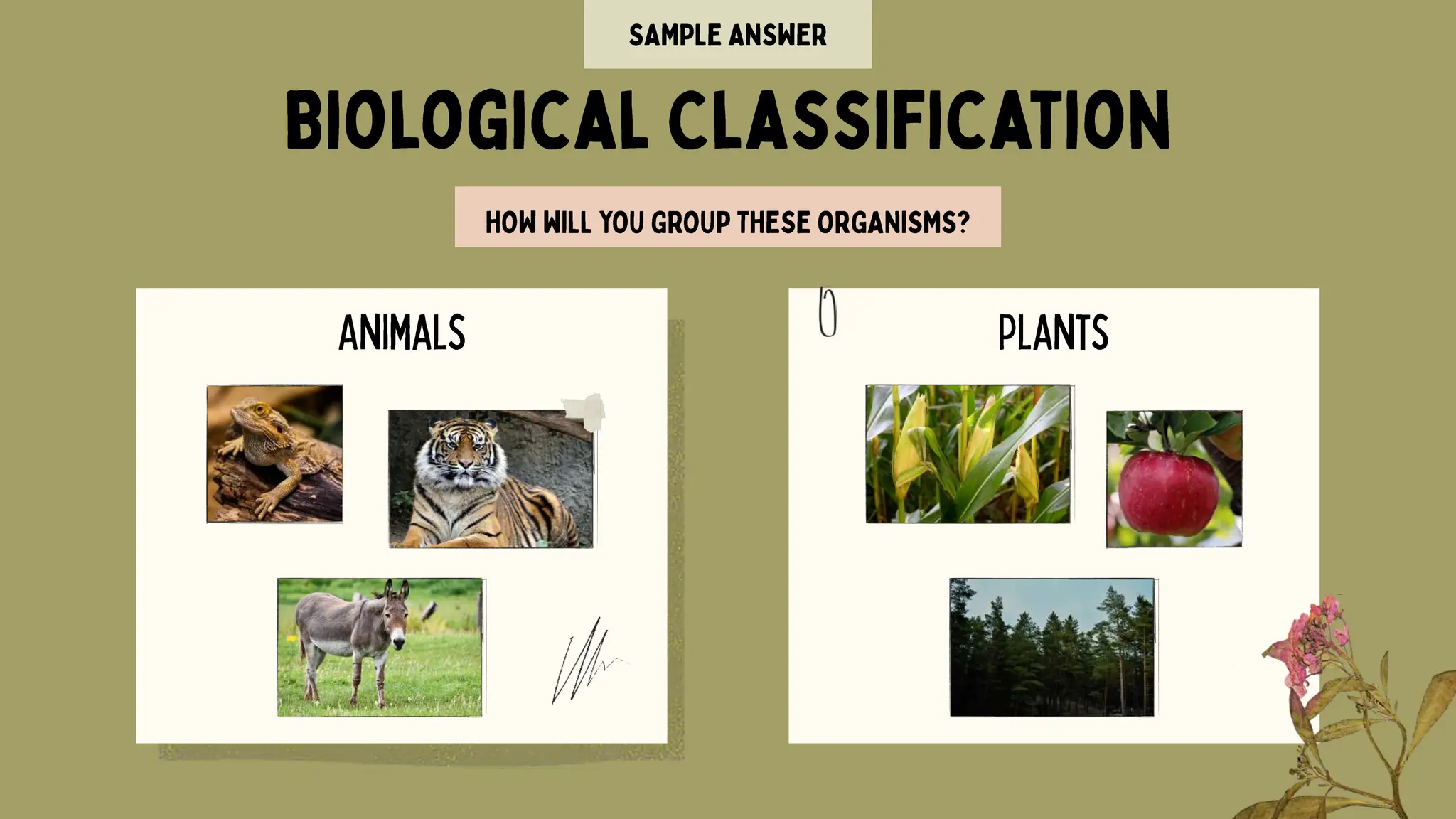 Classification of Living Things Education Presentation in Collage Neat ...
