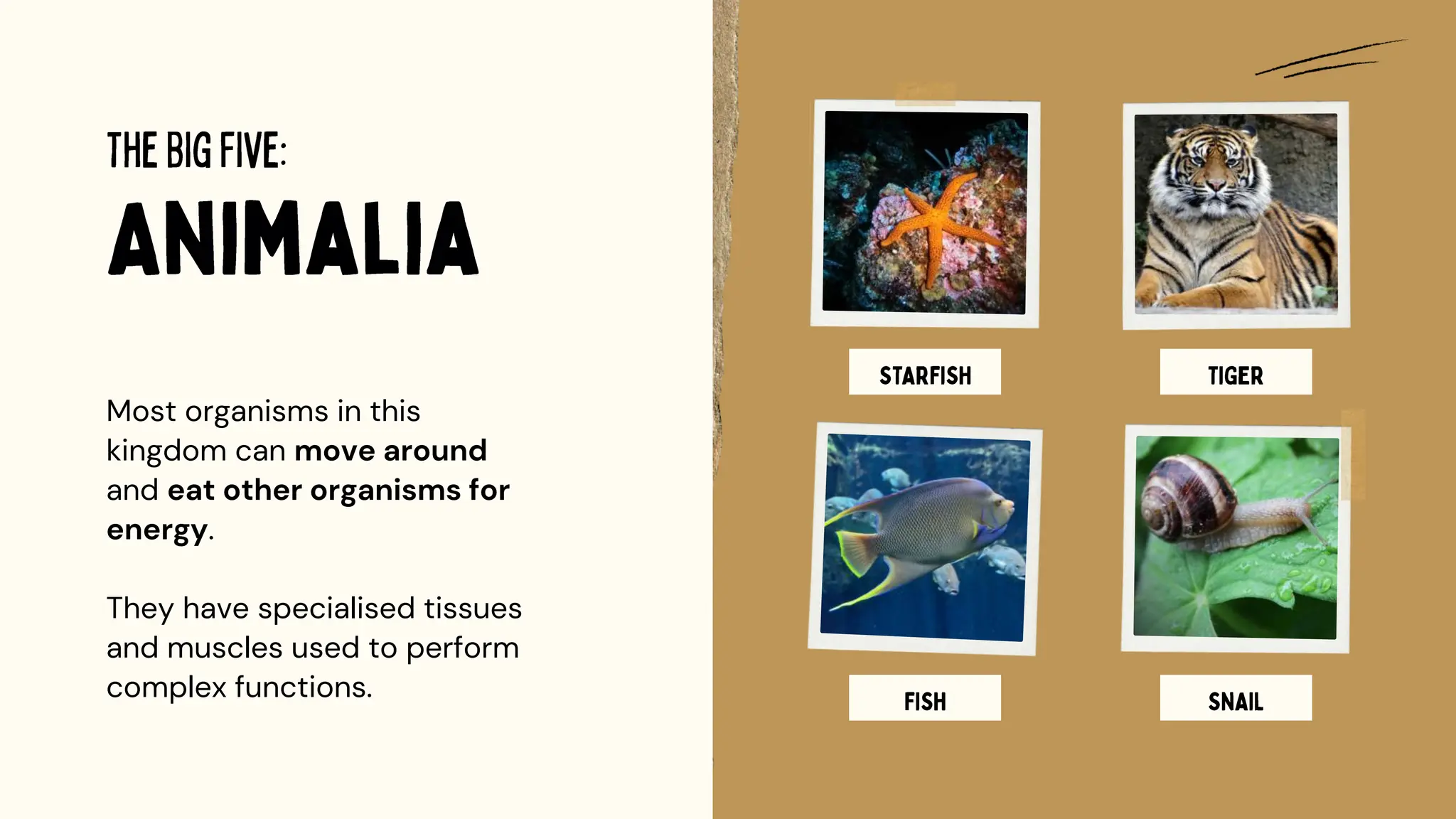 Classification of Living Things Education Presentation in Collage Neat ...