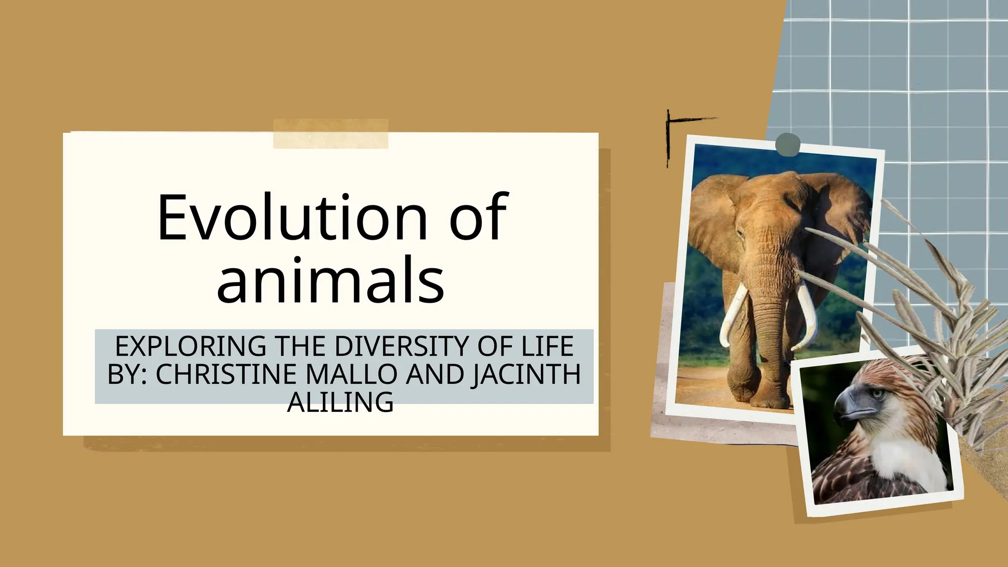 Classification of Living Things Education (Evolution Of Animals) | PPT