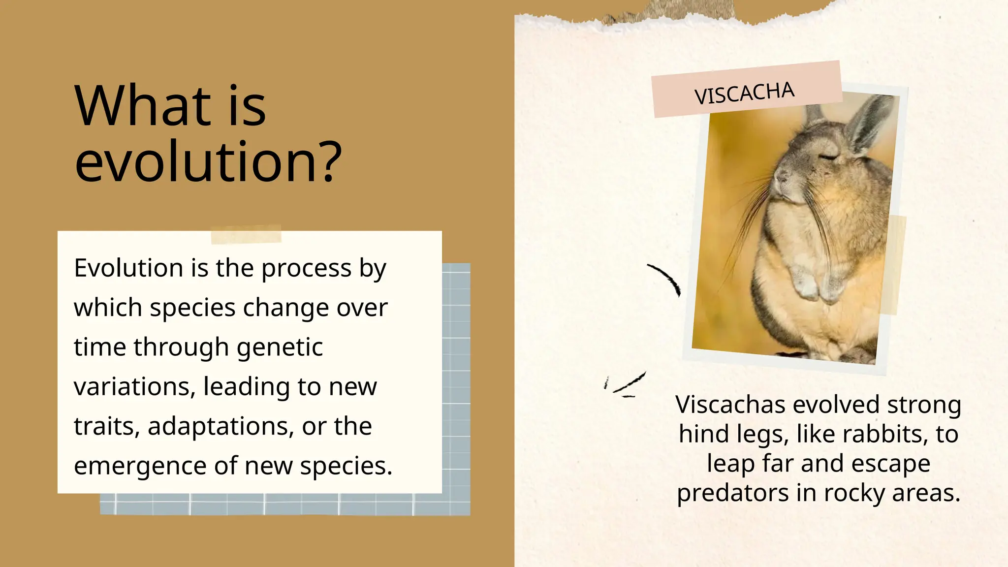 Classification of Living Things Education (Evolution Of Animals) | PPT