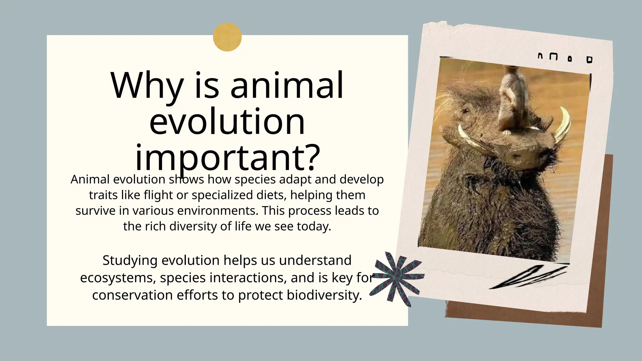 Classification of Living Things Education (Evolution Of Animals) | PPT