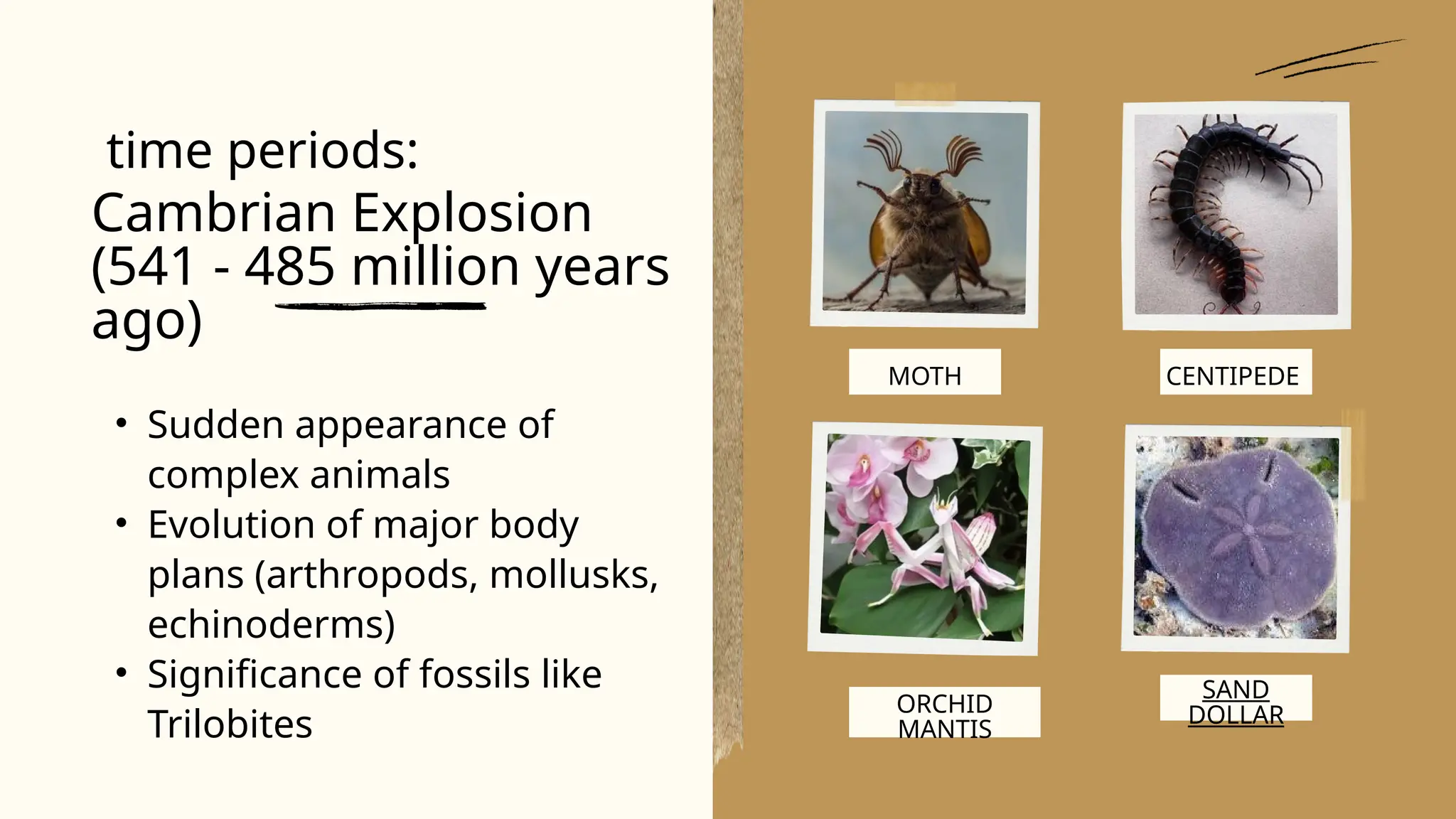 Classification of Living Things Education (Evolution Of Animals) | PPT