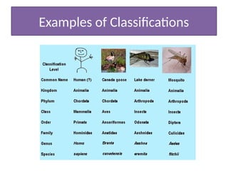 Classification of Living Things PPT.pptx
