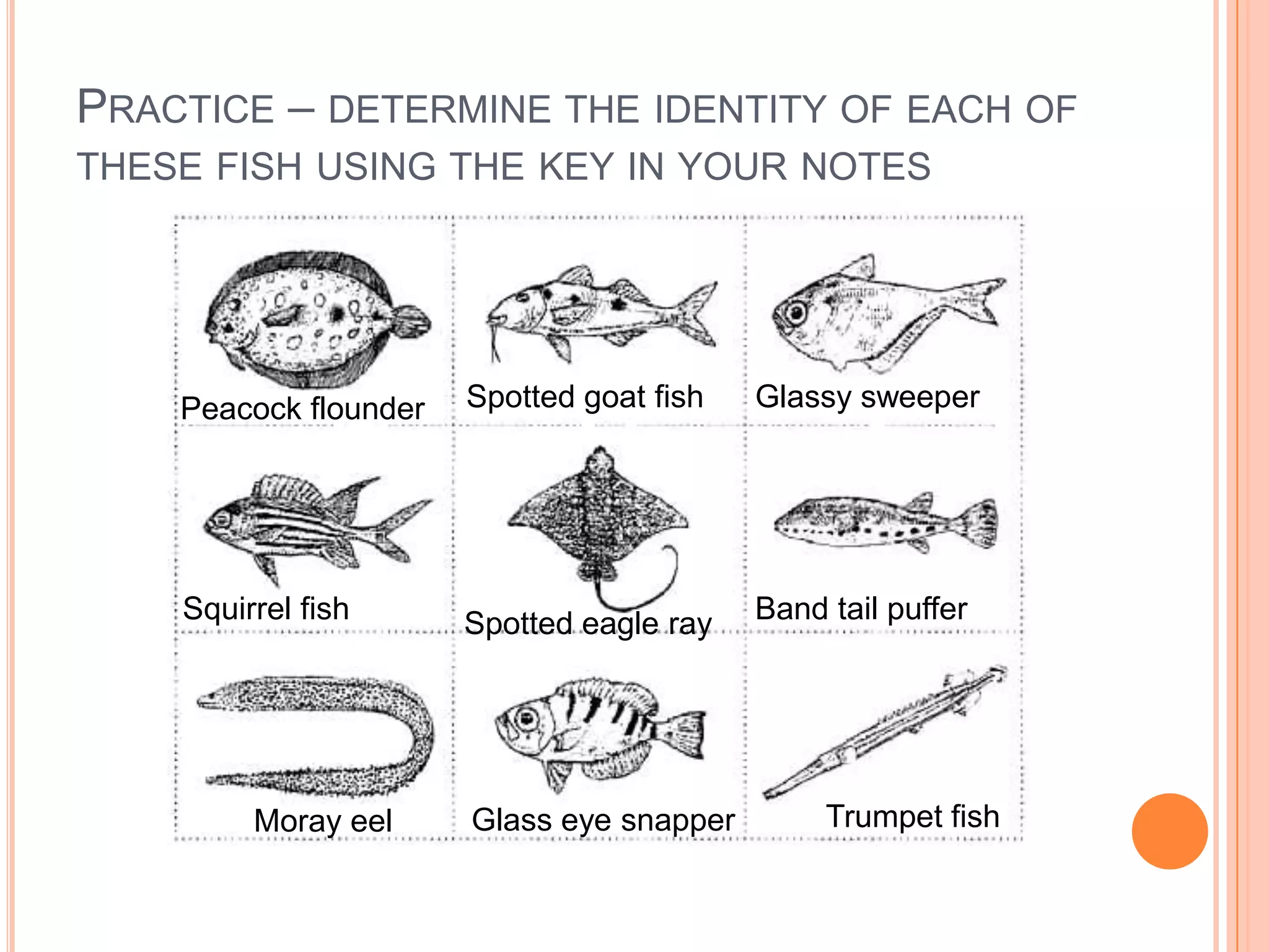 Classification of living things r1 | PPTX | Biological Sciences | Science
