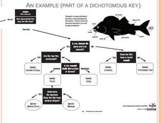 Classification of living things r1 | PPTX | Biological Sciences | Science