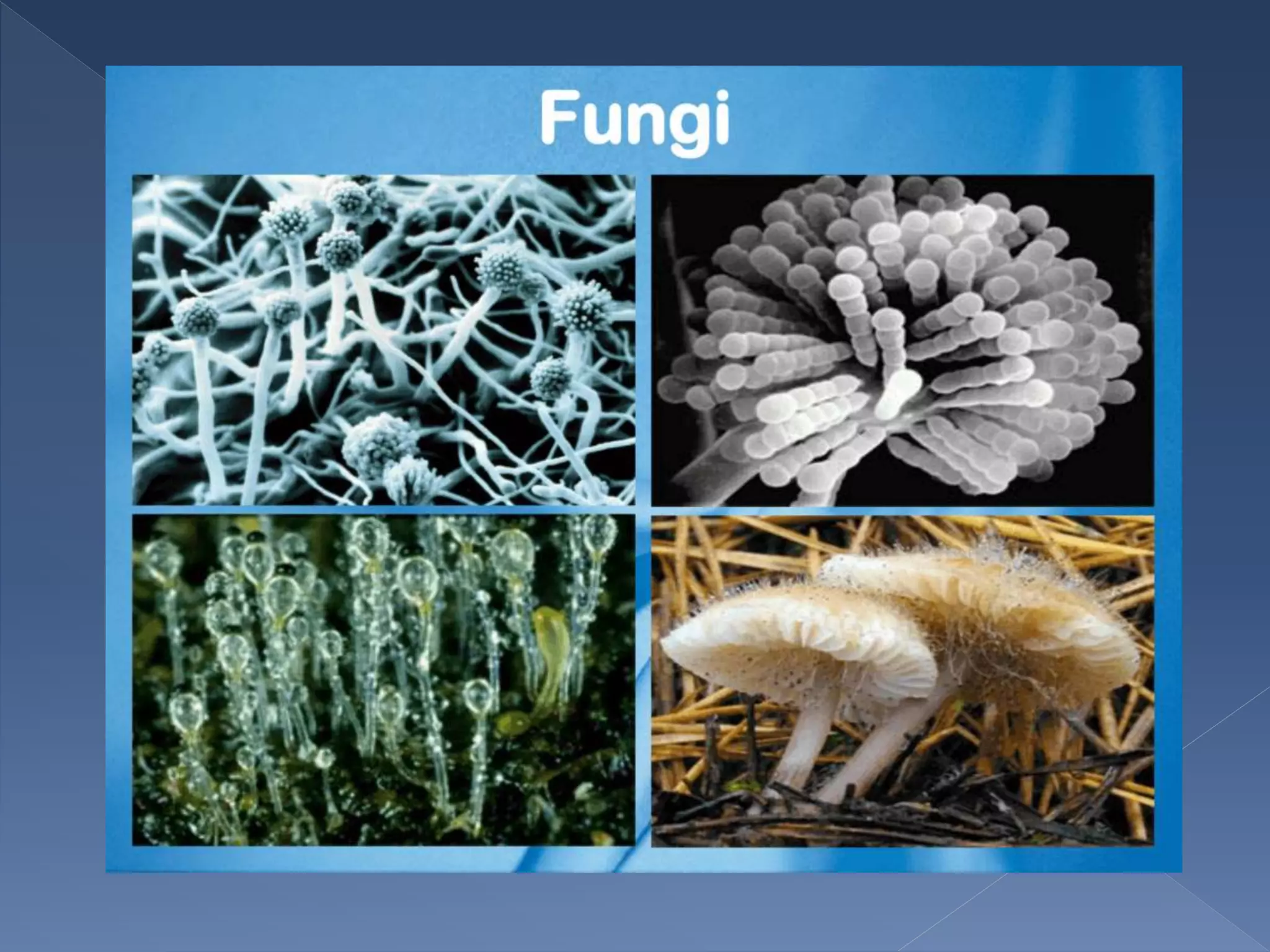 Classification of living world.ppsx