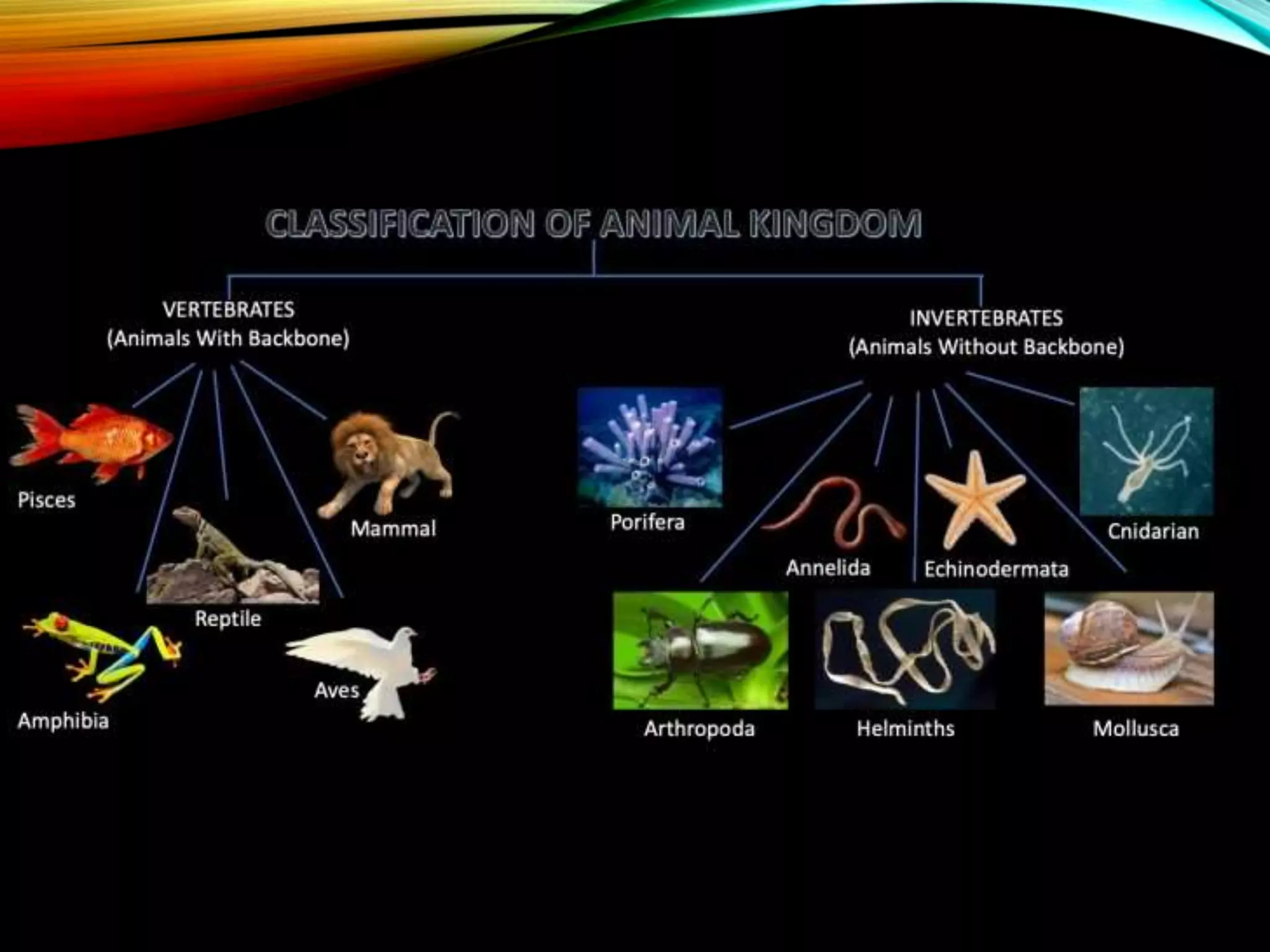 Classification of living world.ppsx