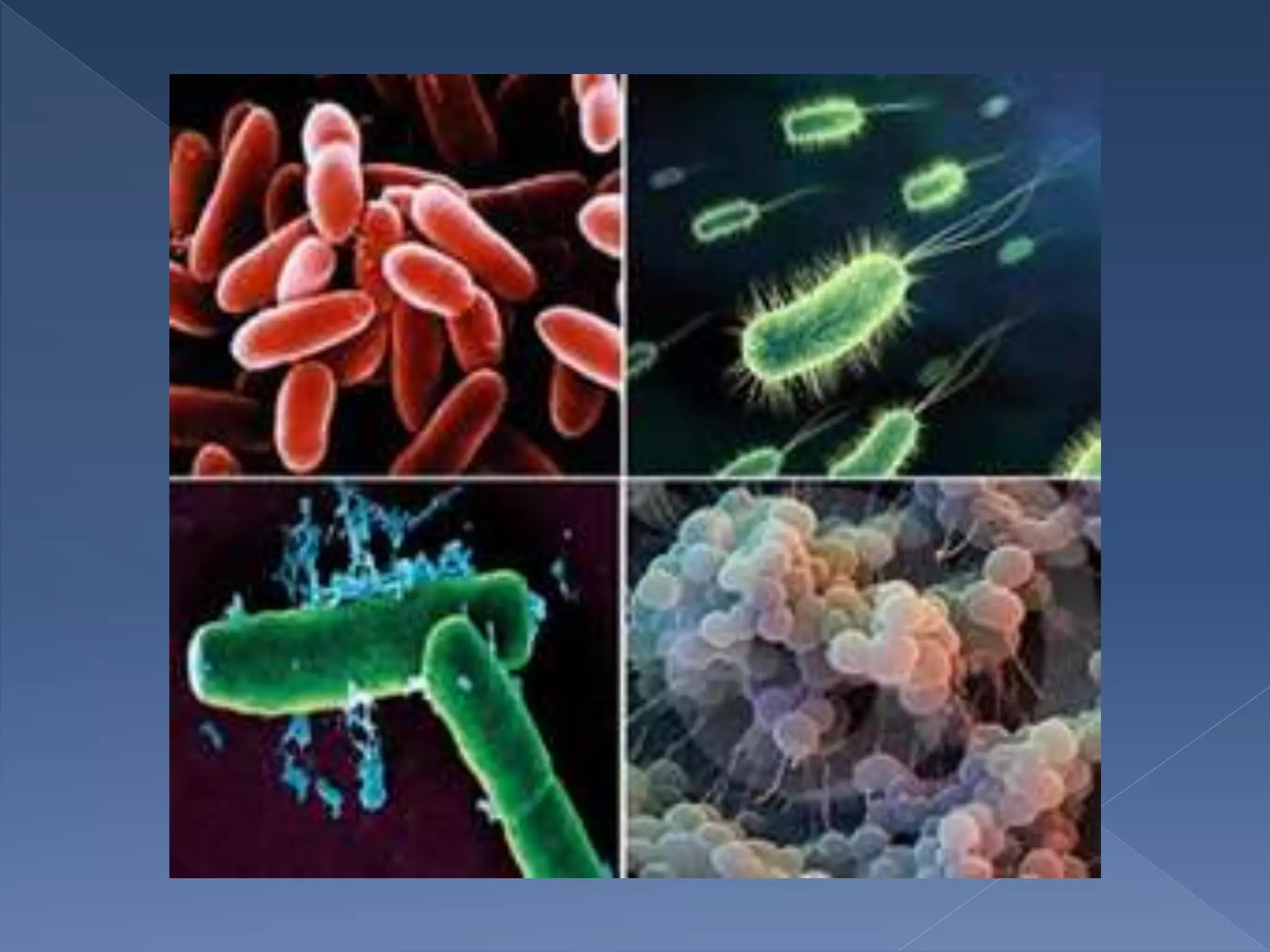 Classification of living world.ppsx