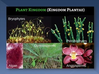 Classification of living world.ppsx