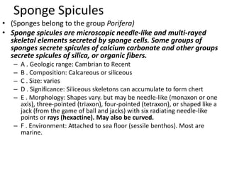 Classification of micro fossil theory | PPTX