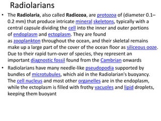 Classification of micro fossil theory | PPTX