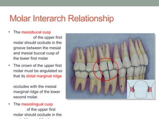 Classification of Maloccvbvvbblusion.pptx