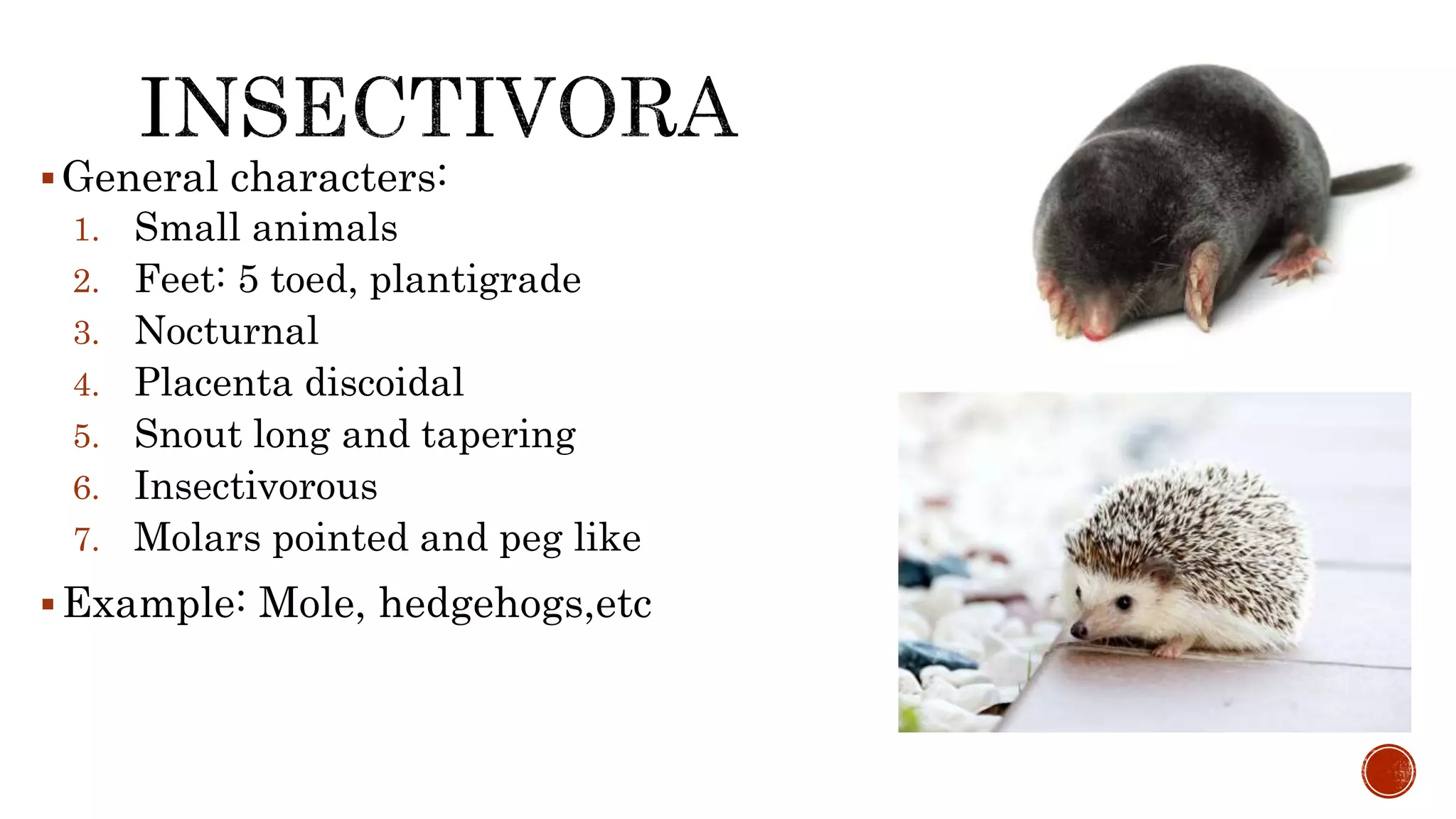 Classification of mammals, M. Sc, Zoology, University of Mumbai. | PPTX