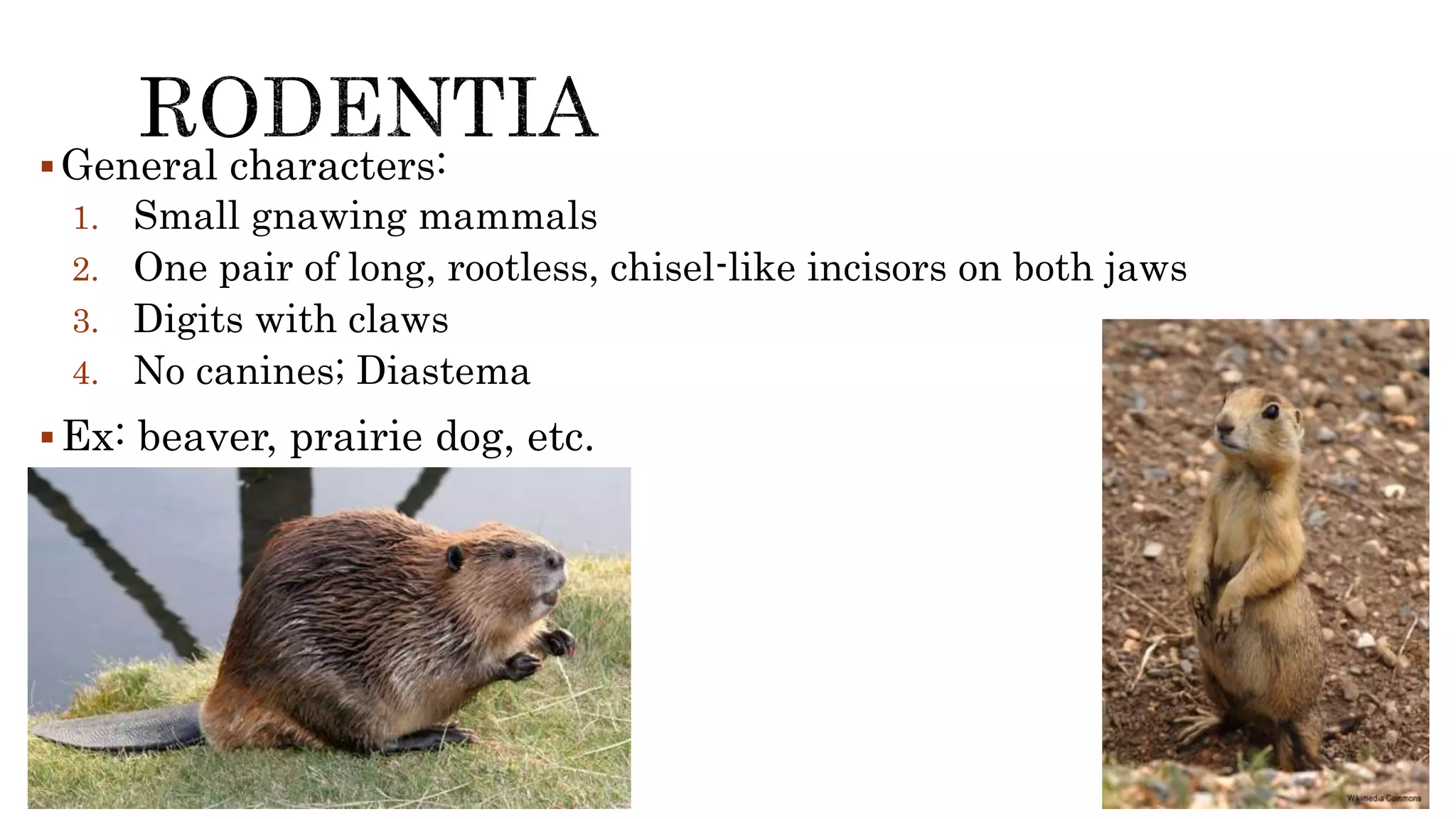 Classification of mammals, M. Sc, Zoology, University of Mumbai. | PPTX