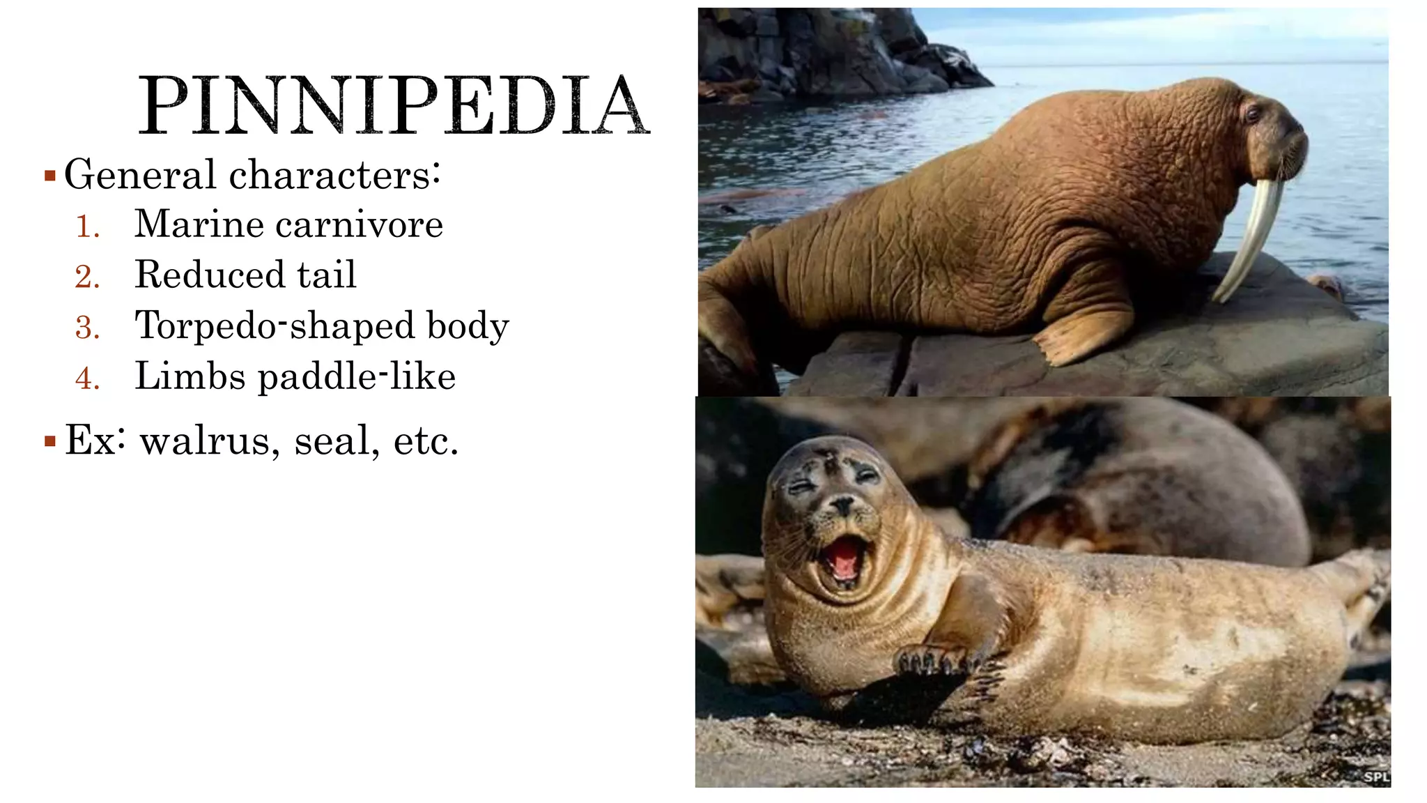 Classification of mammals, M. Sc, Zoology, University of Mumbai. | PPTX