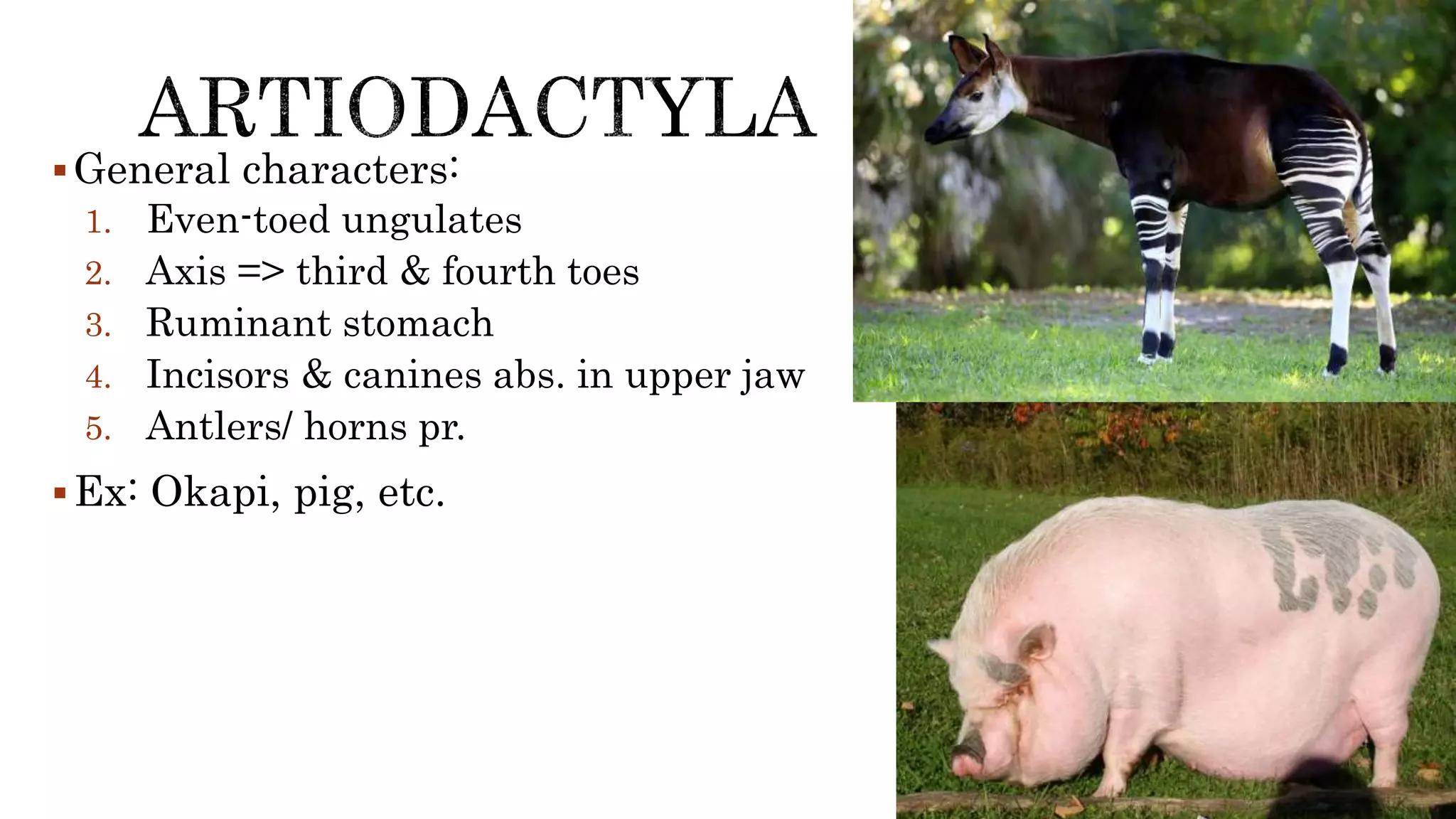 Classification of mammals, M. Sc, Zoology, University of Mumbai. | PPTX