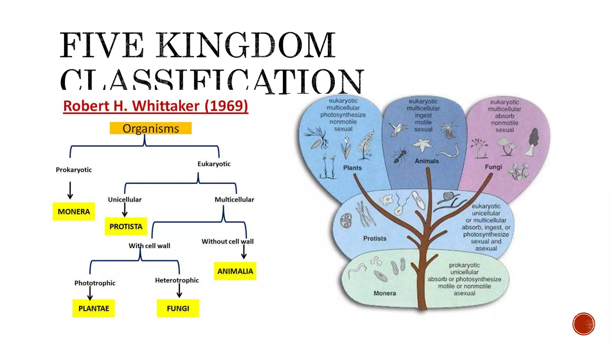 Classification of mammals, M. Sc, Zoology, University of Mumbai. | PPTX
