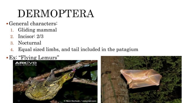 Classification of mammals, M. Sc, Zoology, University of Mumbai. | PPTX
