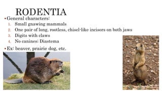 Classification of mammals, M. Sc, Zoology, University of Mumbai. | PPTX