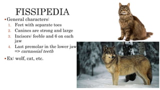 Classification of mammals, M. Sc, Zoology, University of Mumbai. | PPTX