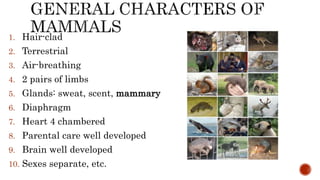 Classification of mammals, M. Sc, Zoology, University of Mumbai. | PPTX