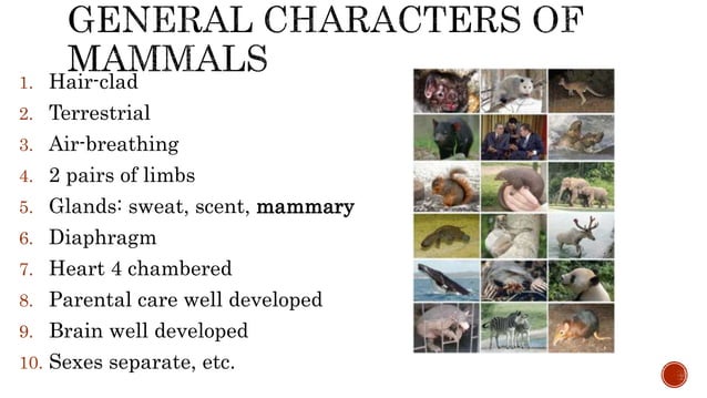 Classification of mammals, M. Sc, Zoology, University of Mumbai. | PPTX