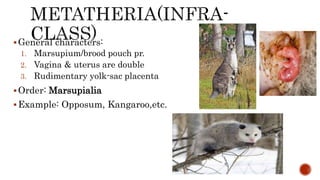 Classification of mammals, M. Sc, Zoology, University of Mumbai. | PPTX