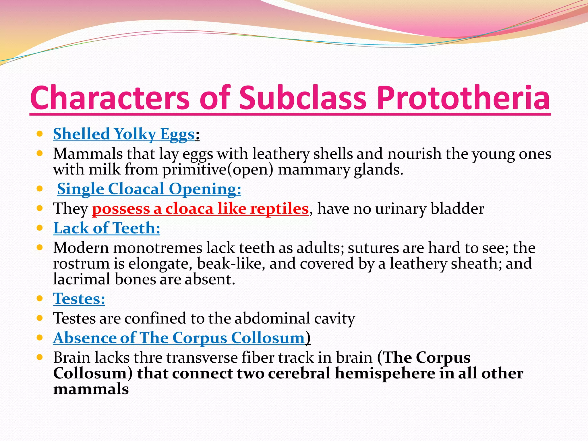 Classification of Mammals | PDF