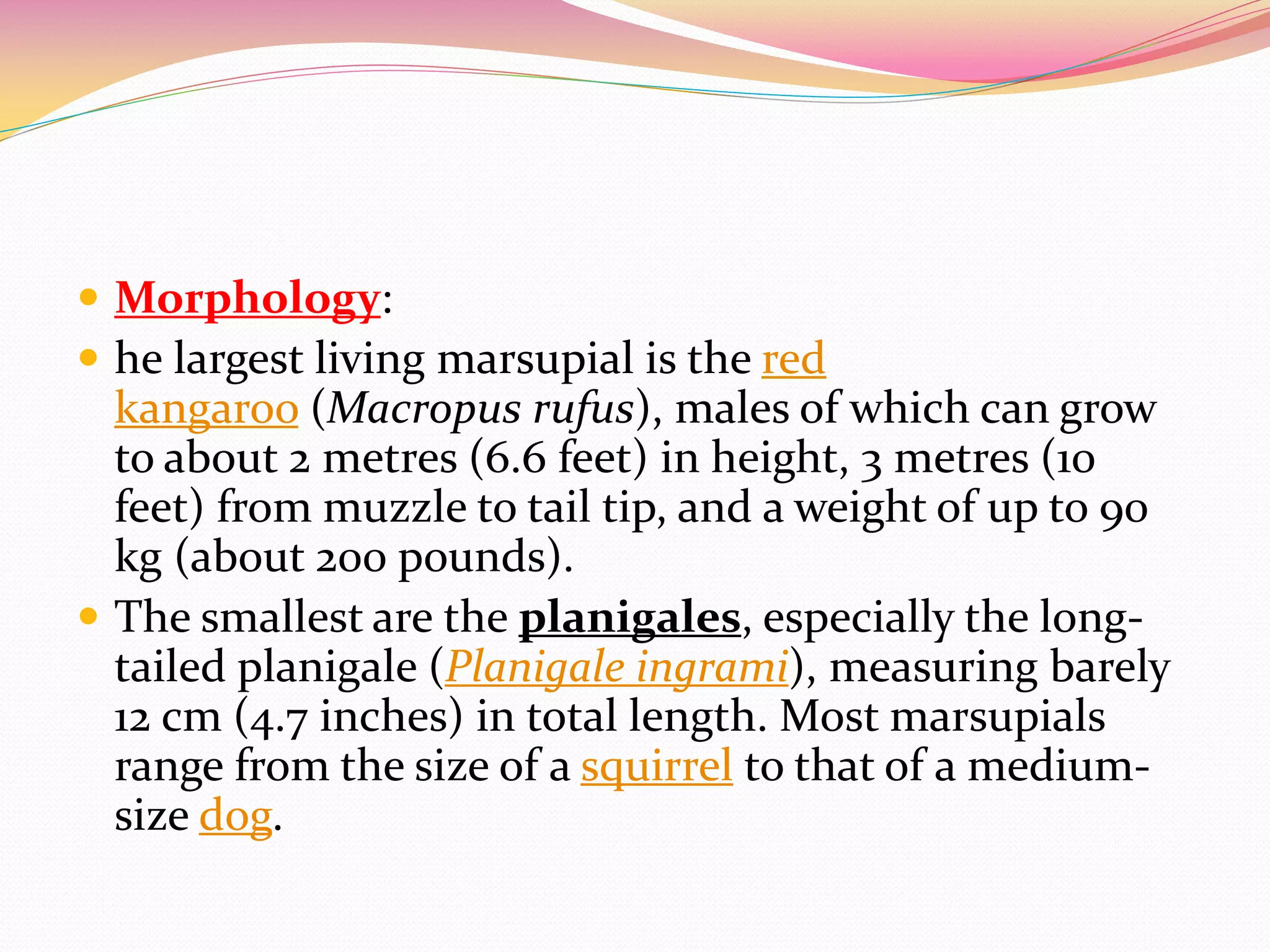 Classification of Mammals | PDF