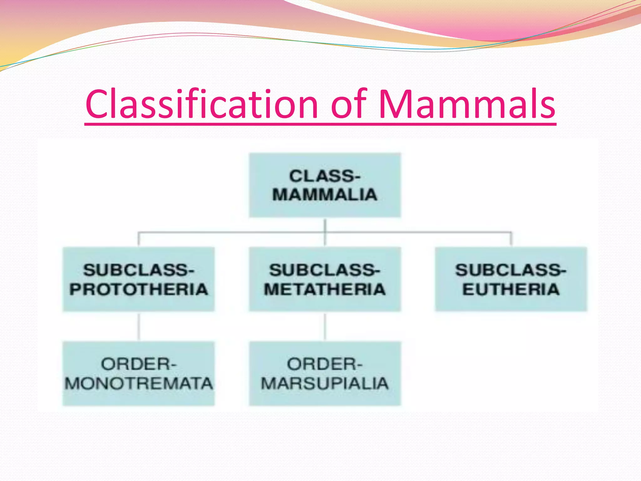 Classification of Mammals | PDF