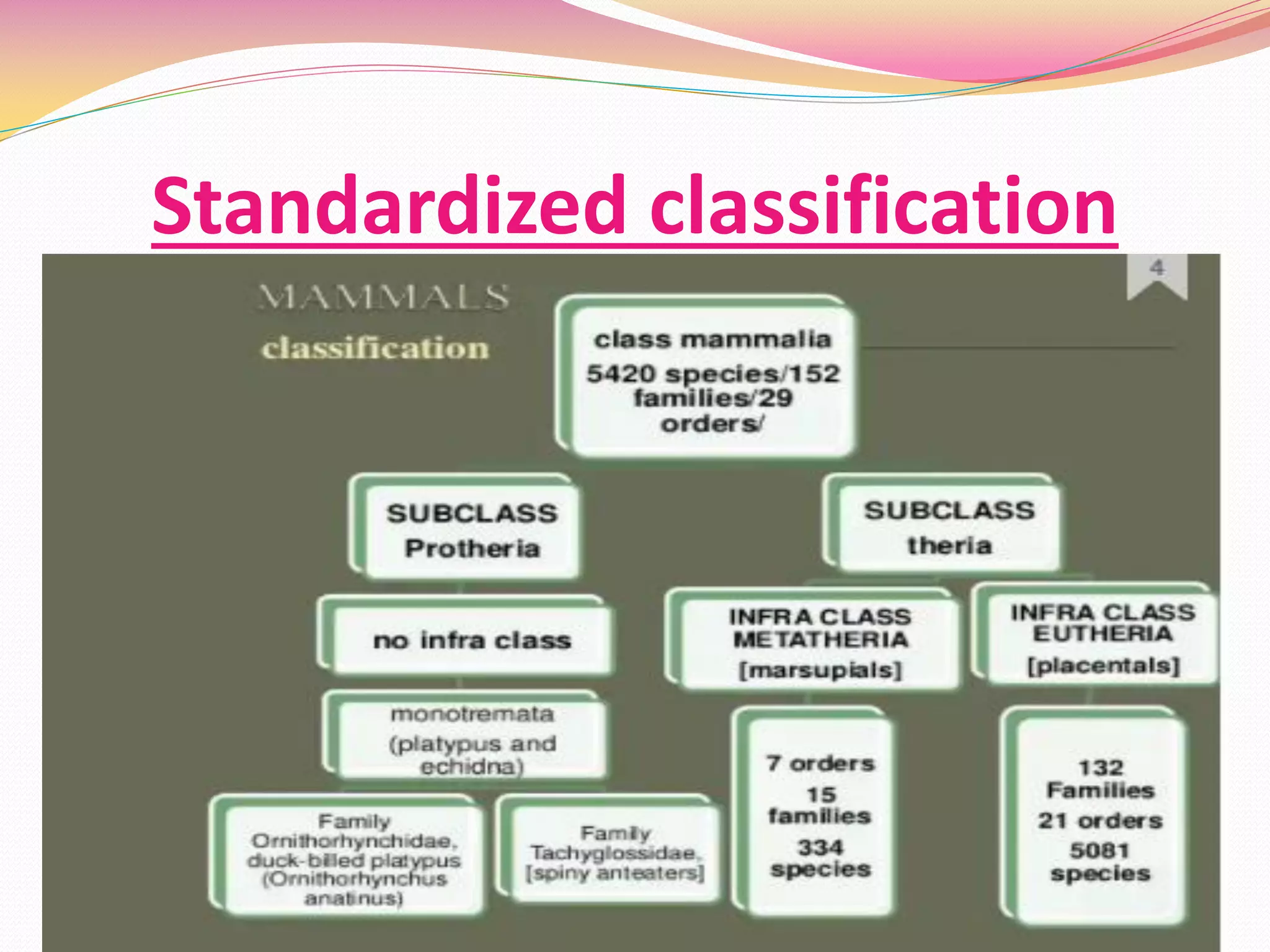 Classification of Mammals | PDF