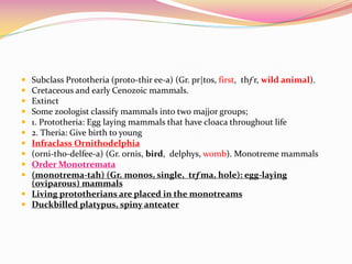 Classification of Mammals | PDF