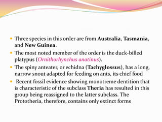 Classification of Mammals | PDF