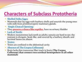 Classification of Mammals | PDF