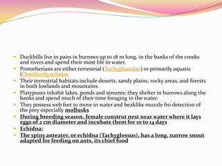 Classification of Mammals | PDF